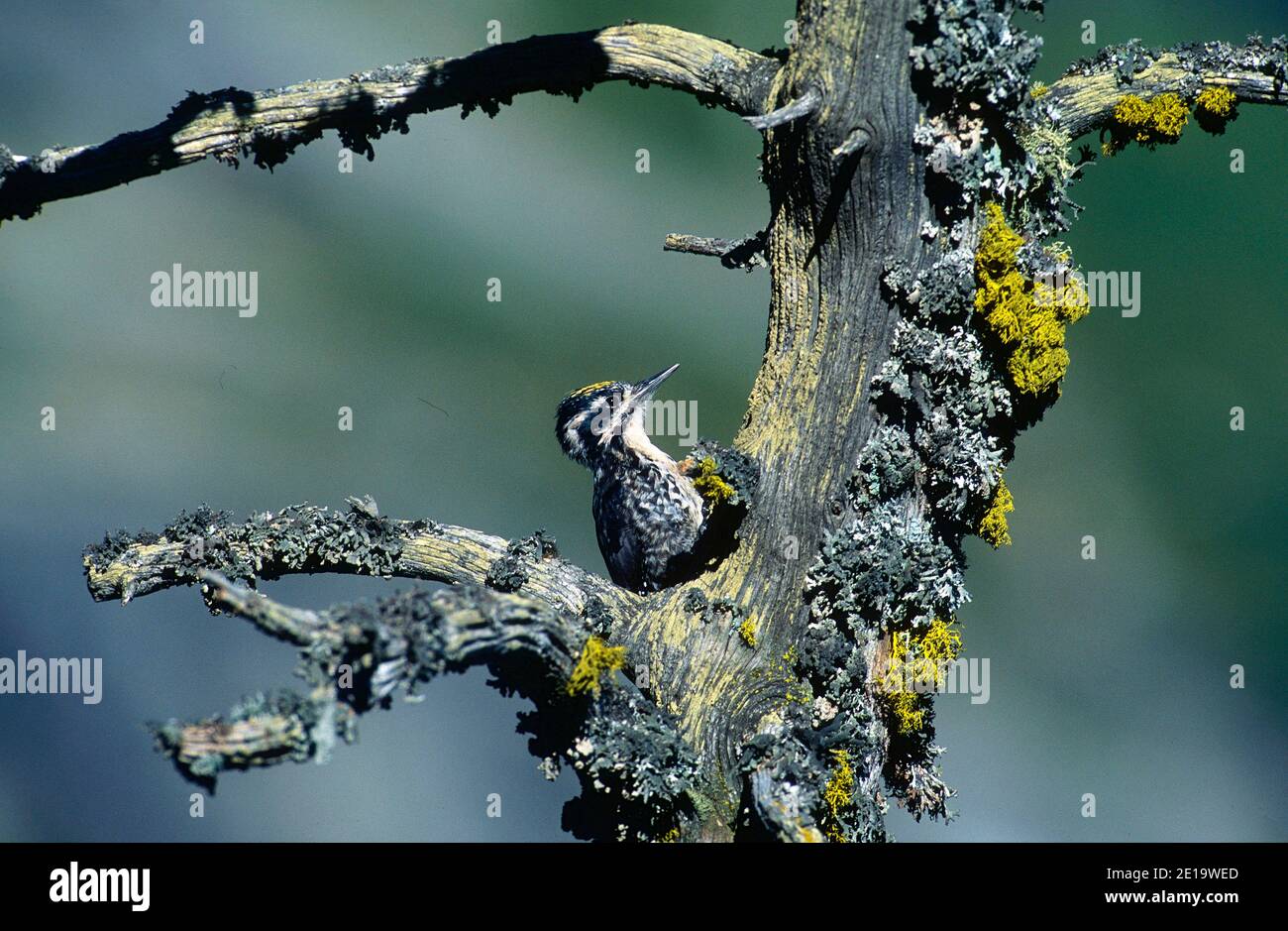 Picoides hi-res stock photography and images - Alamy