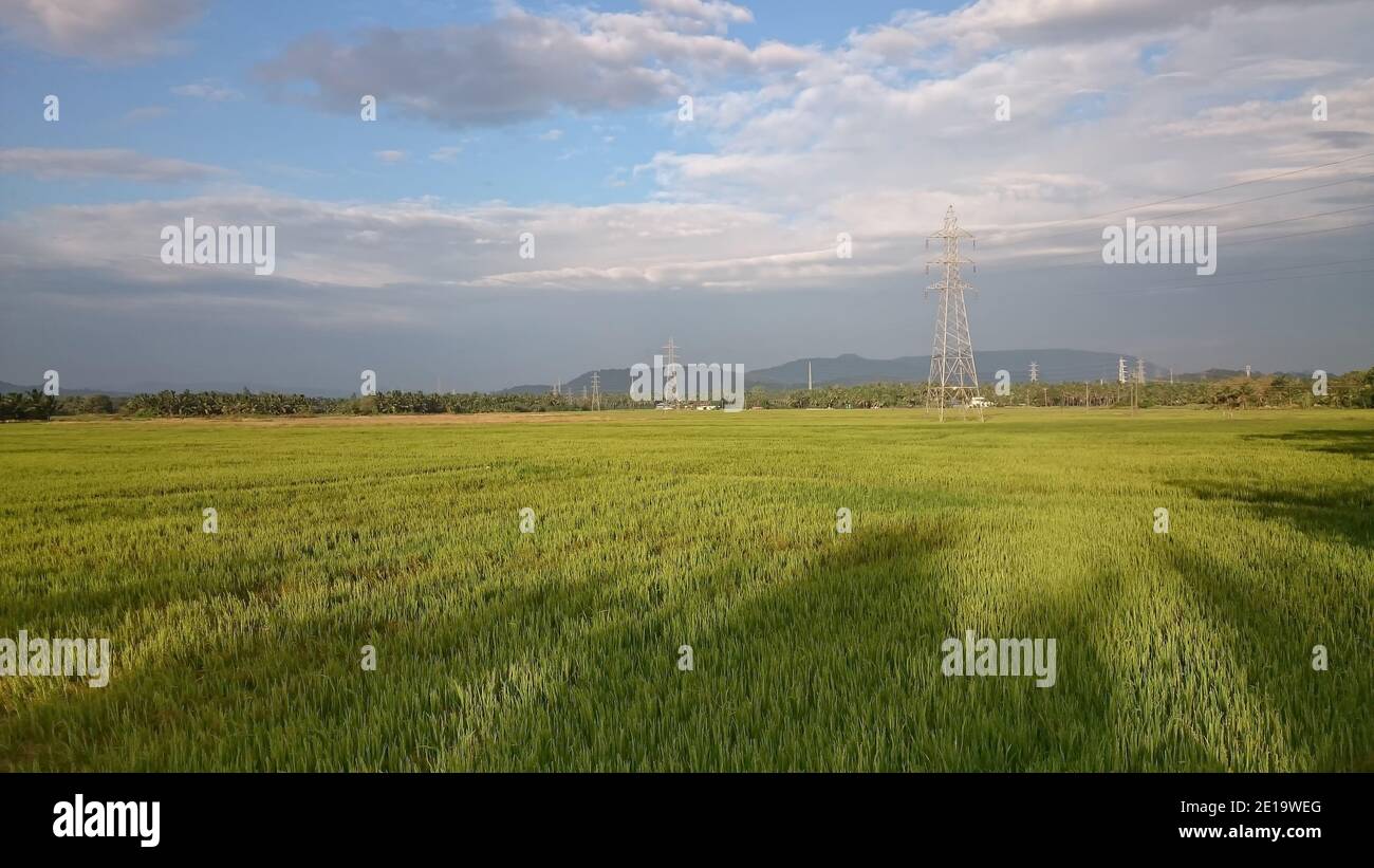 Scenic view of green Paddy field in Kerala Stock Photo - Alamy