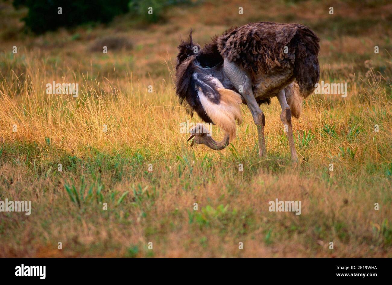 Elephant Bird Vs Ostrich