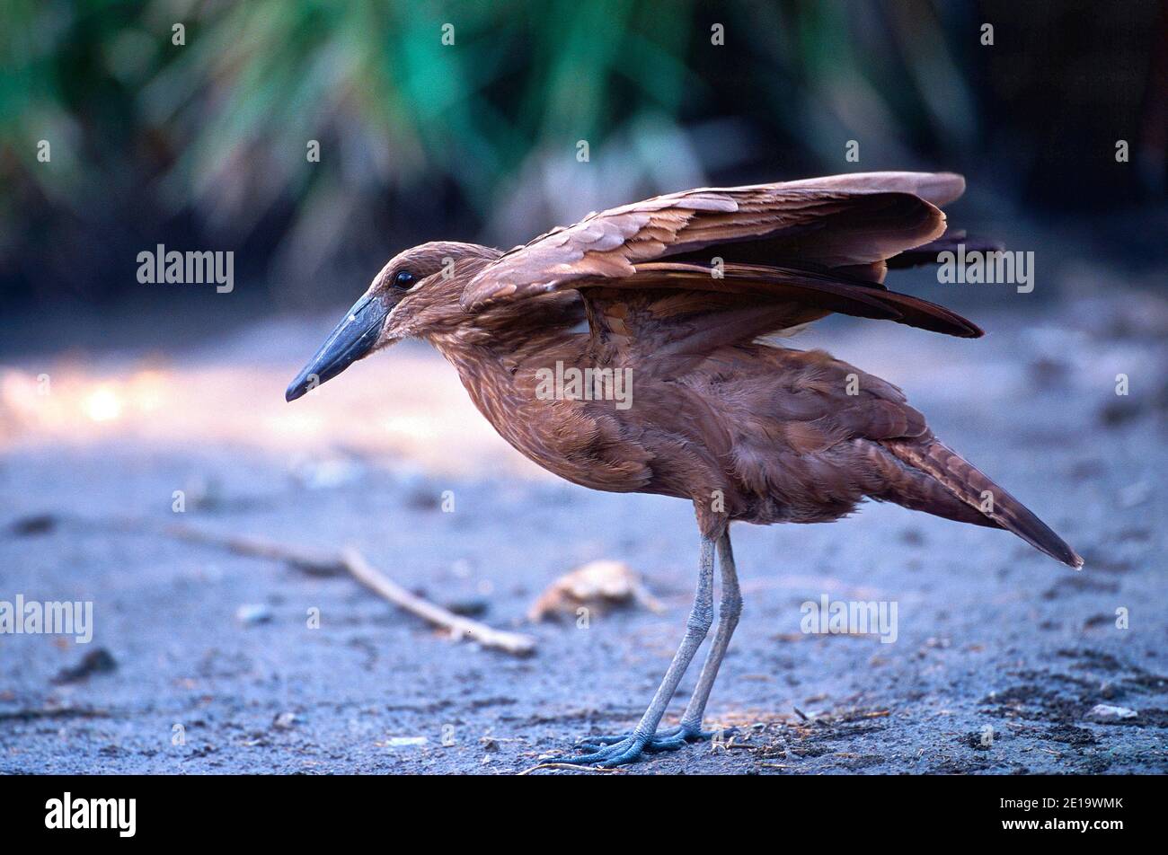 Scopidae hi-res stock photography and images - Alamy