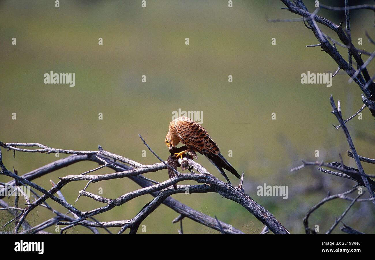 Devoring hi-res stock photography and images - Alamy