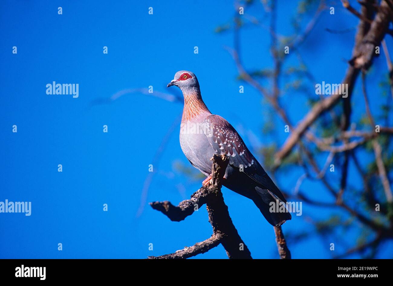 Columbidae hi-res stock photography and images - Alamy
