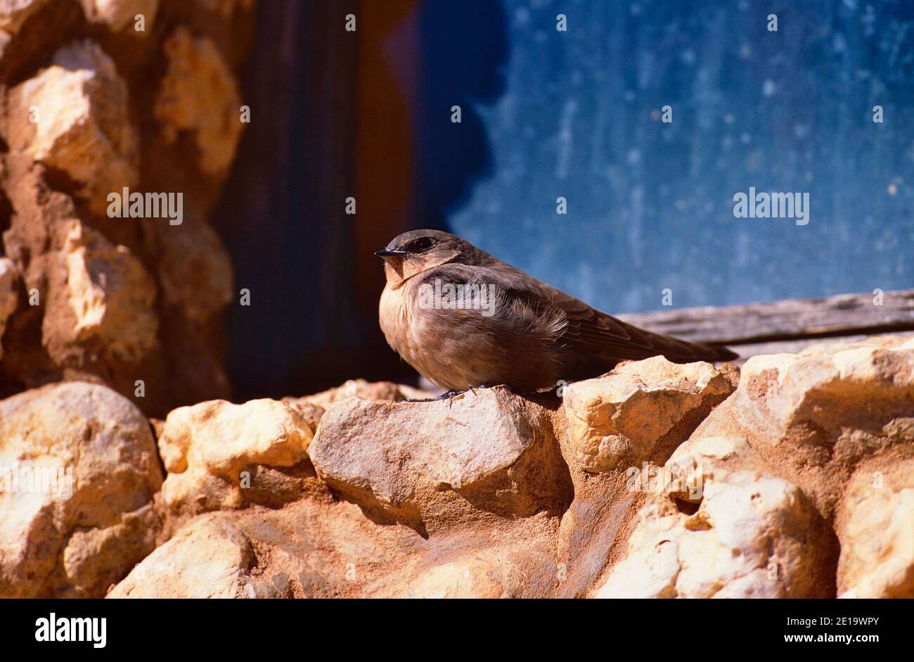 Hirundinidae hi-res stock photography and images - Alamy
