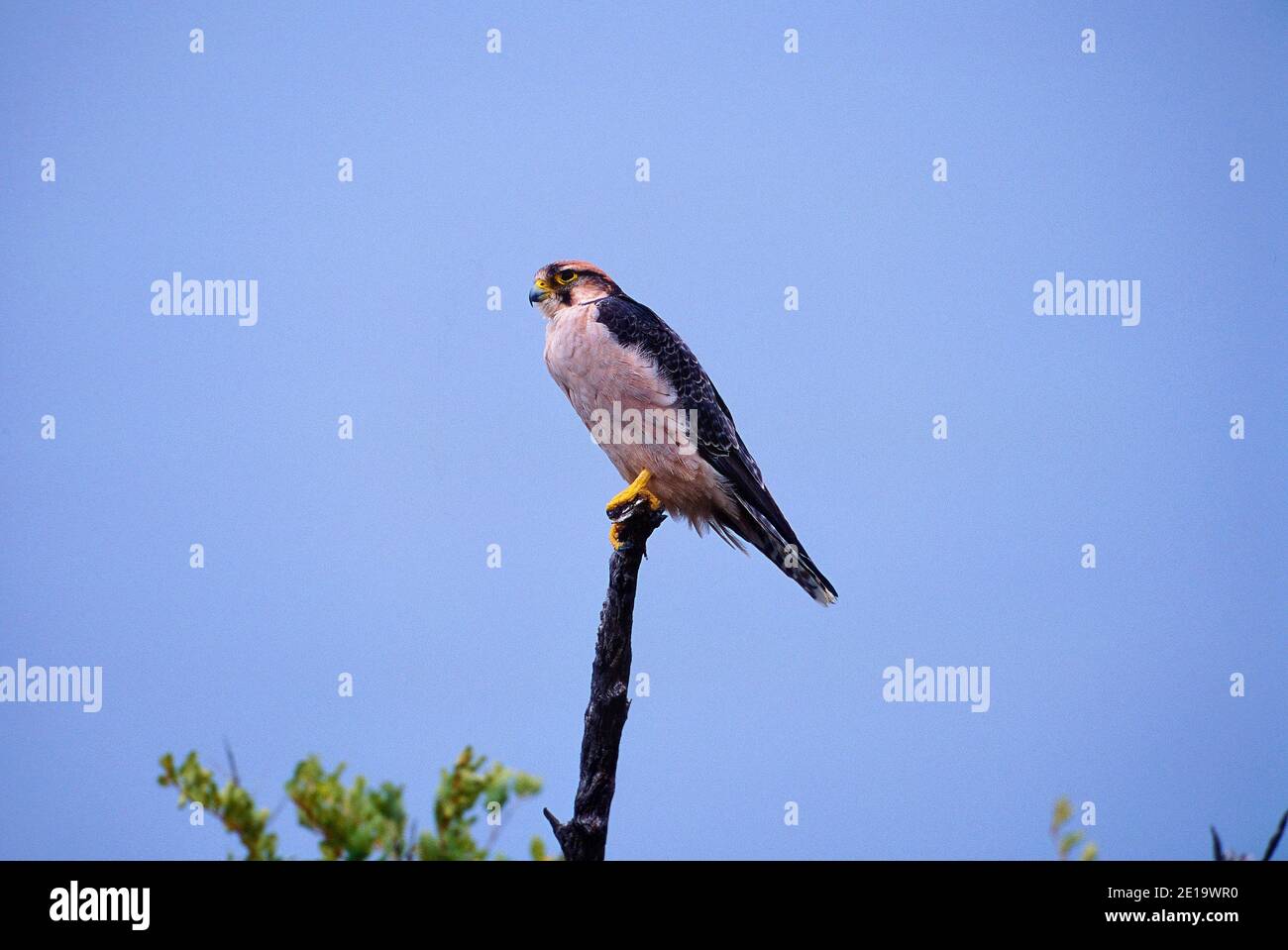 Lanner falcon bird hi-res stock photography and images - Alamy