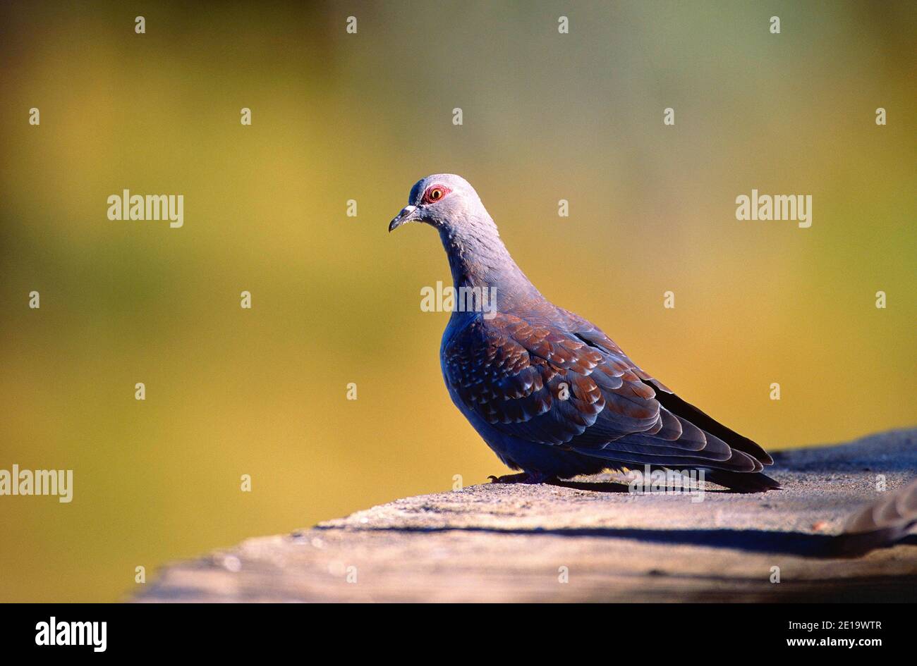 Columbidae hi-res stock photography and images - Alamy