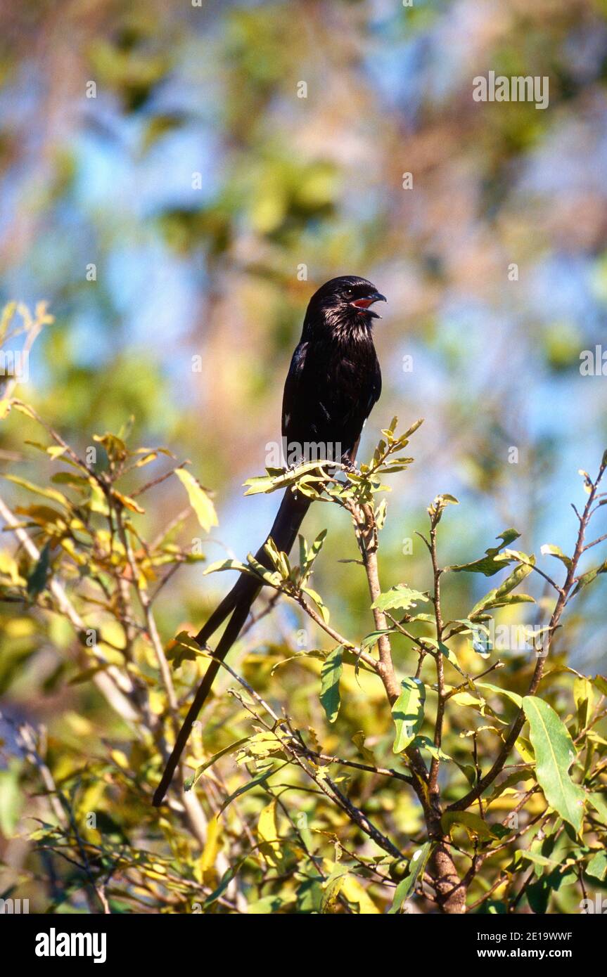 Longtailed Shrike, Corvinella melanoleuca, Laniidae, bird, animal ...