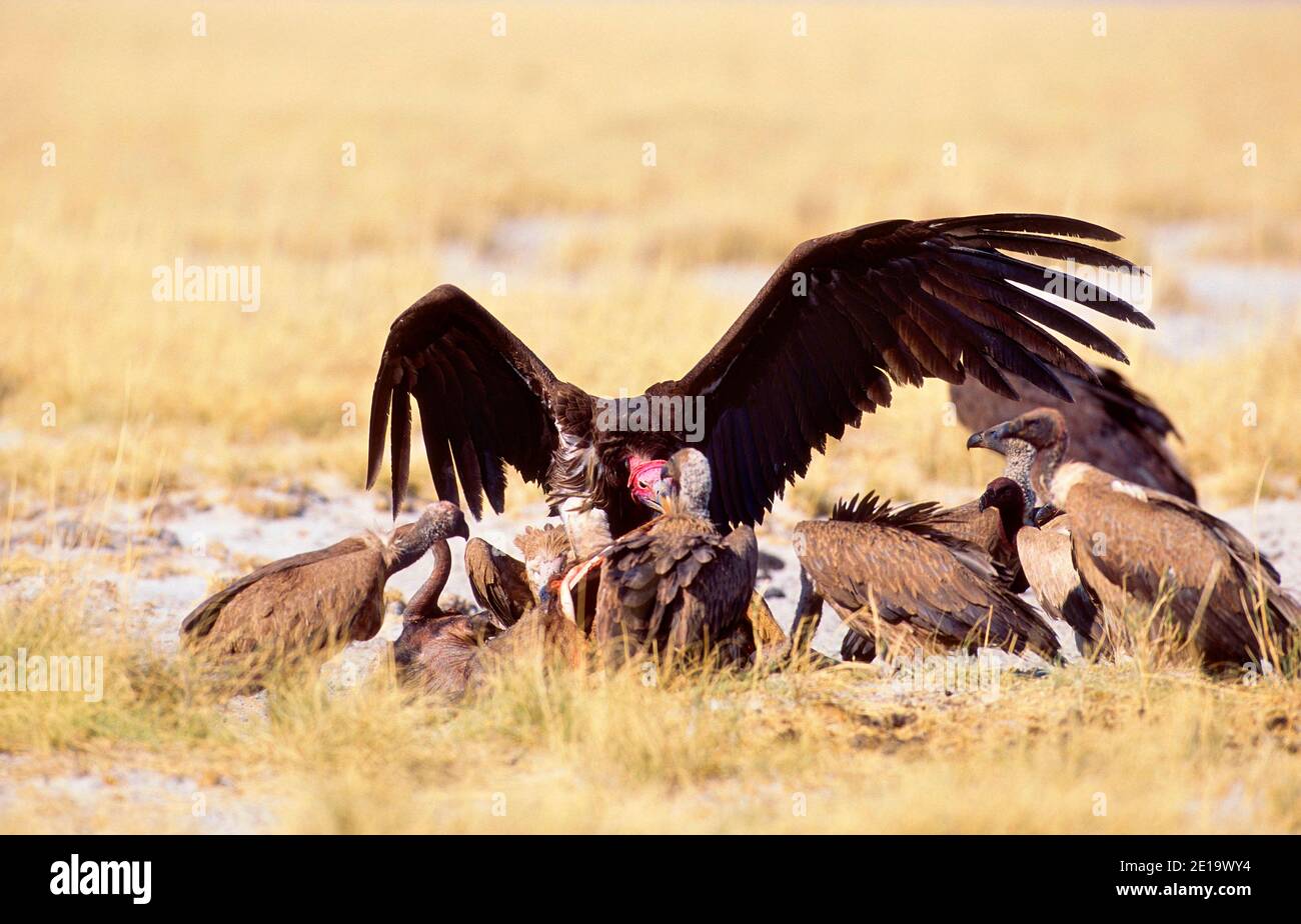 Carrion bird hi-res stock photography and images - Alamy
