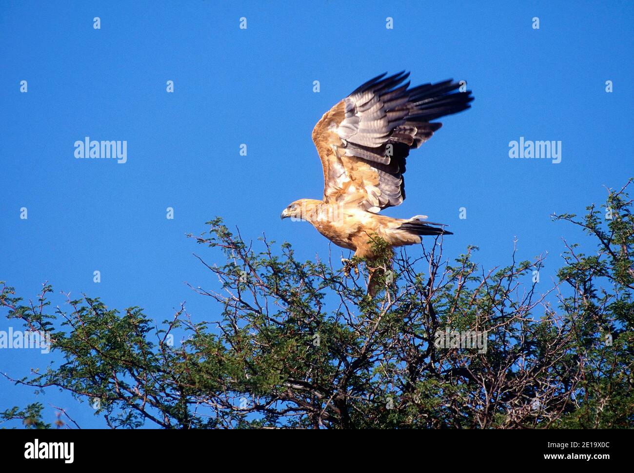Taking off bird hi-res stock photography and images - Alamy