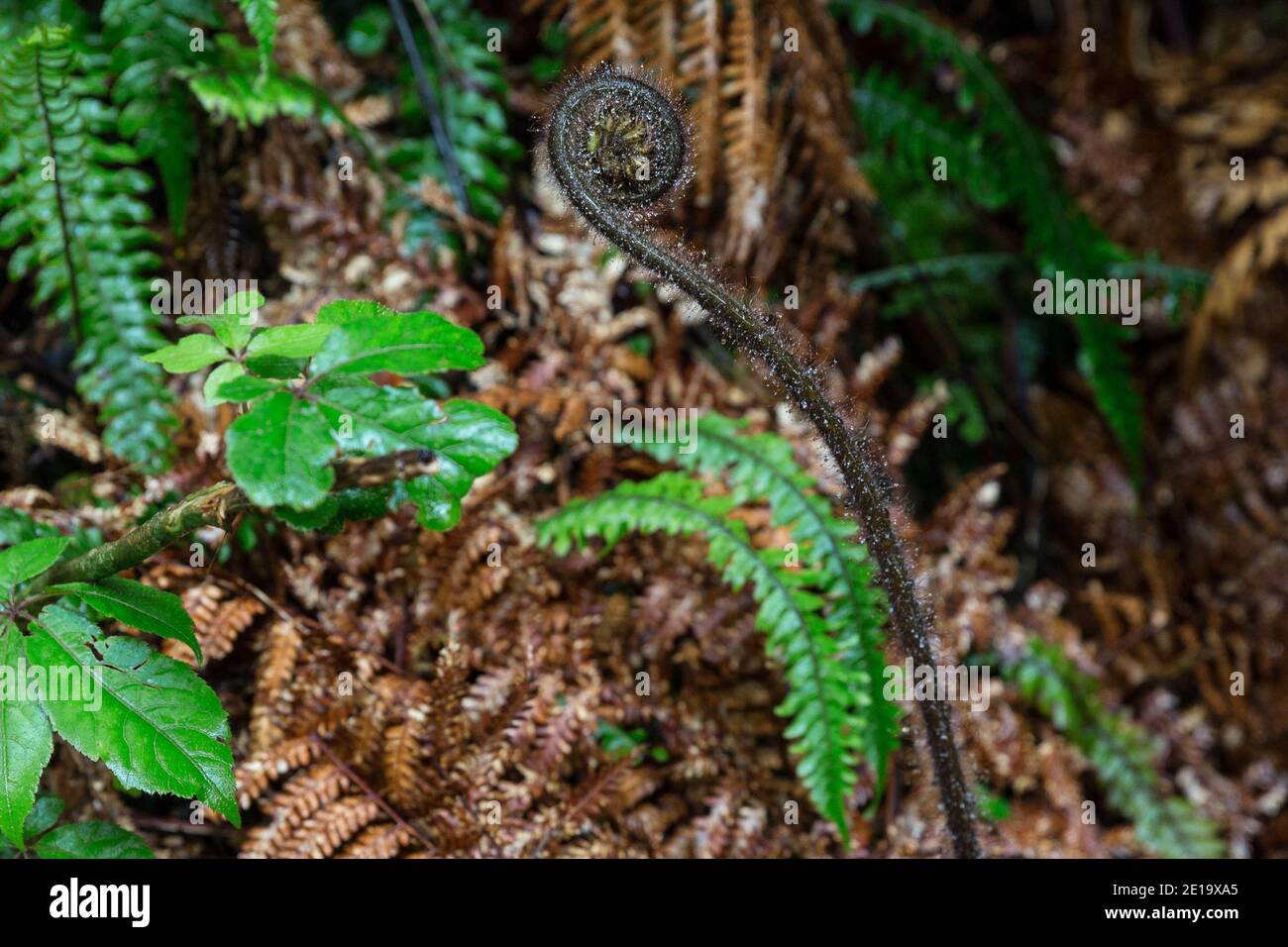 Fox in forest fern hi-res stock photography and images - Alamy