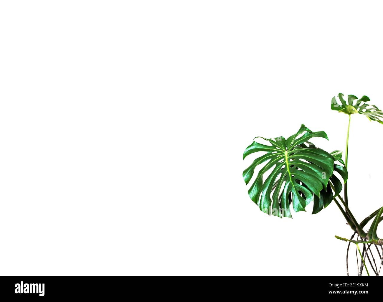 Big leave photosynthesis hi-res stock photography and images - Alamy