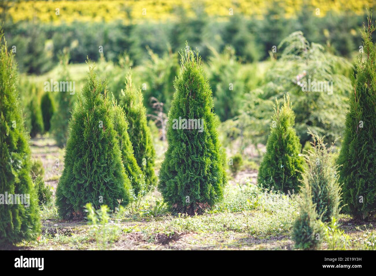 rows of young conifers in greenhouse with a lot of plants on plantation ...