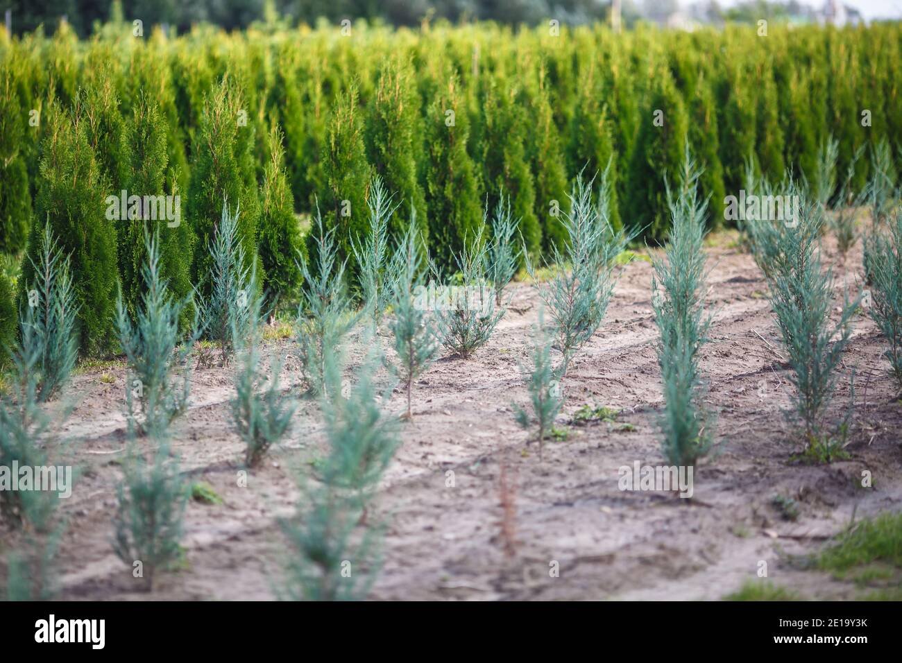 rows of young conifers in greenhouse with a lot of plants on plantation ...