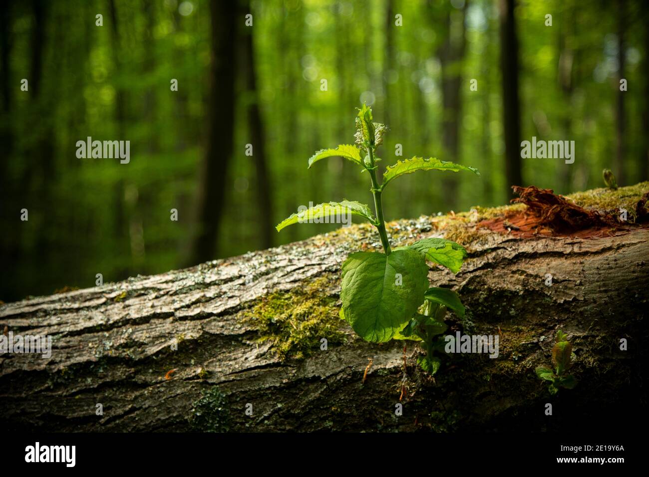 New branch on a trunk Stock Photo - Alamy