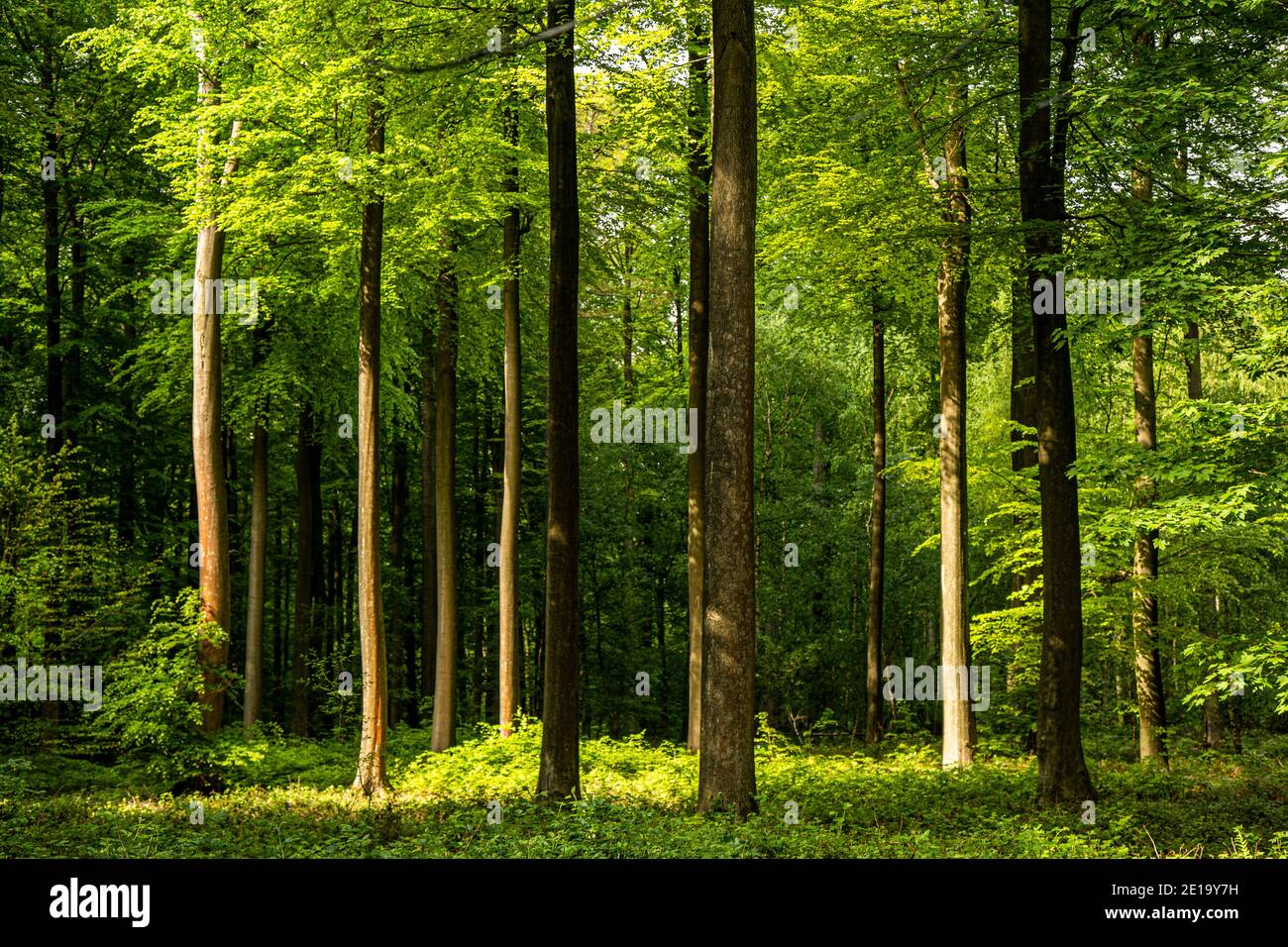 New branch on a trunk Stock Photo - Alamy