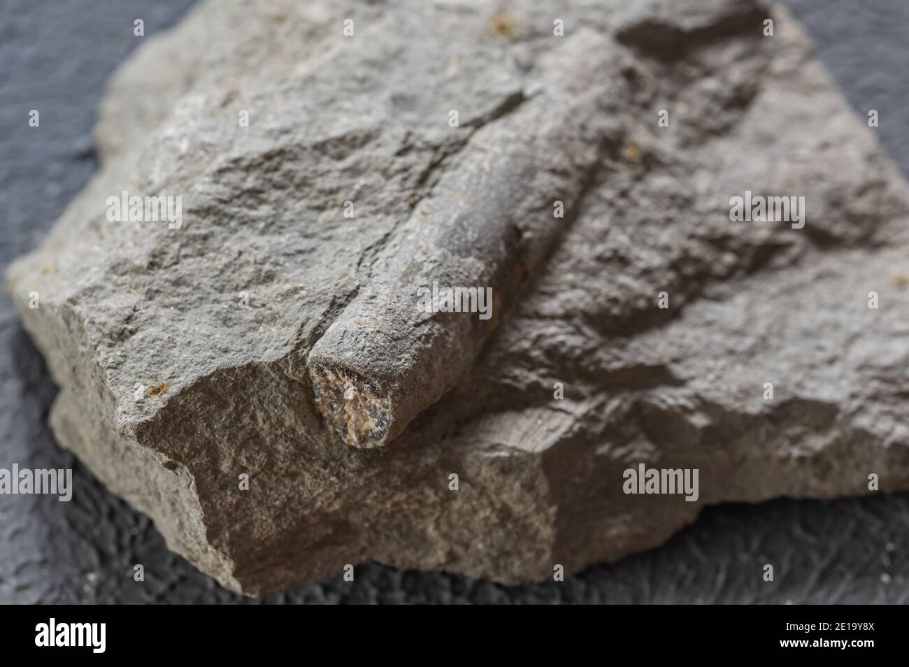 Ammonites Belemnites High Resolution Stock Photography and Images - Alamy