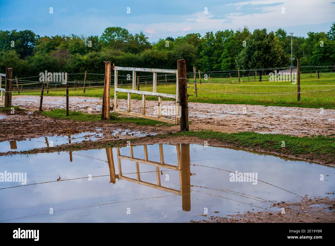 large rain puddle on a cattle pasture Stock Photo - Alamy