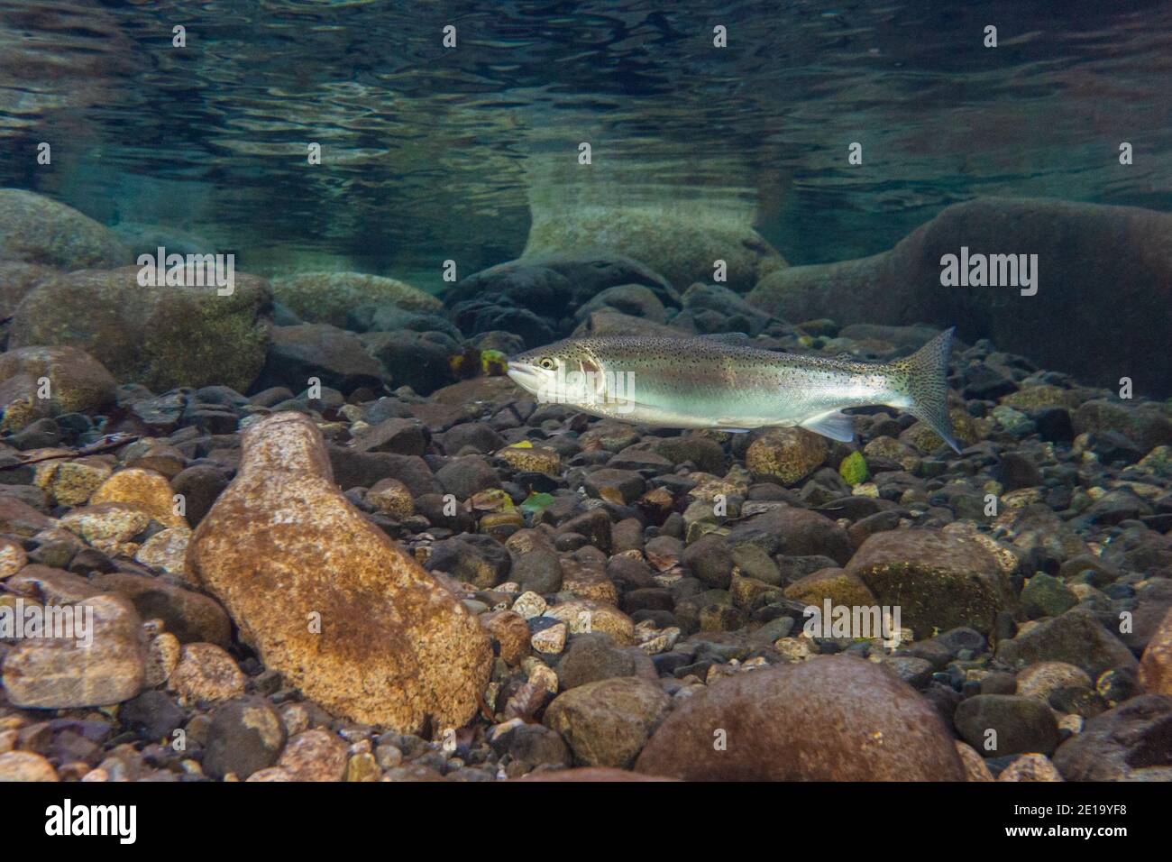 Steelhead Trout Underwater High Resolution Stock Photography and Images ...