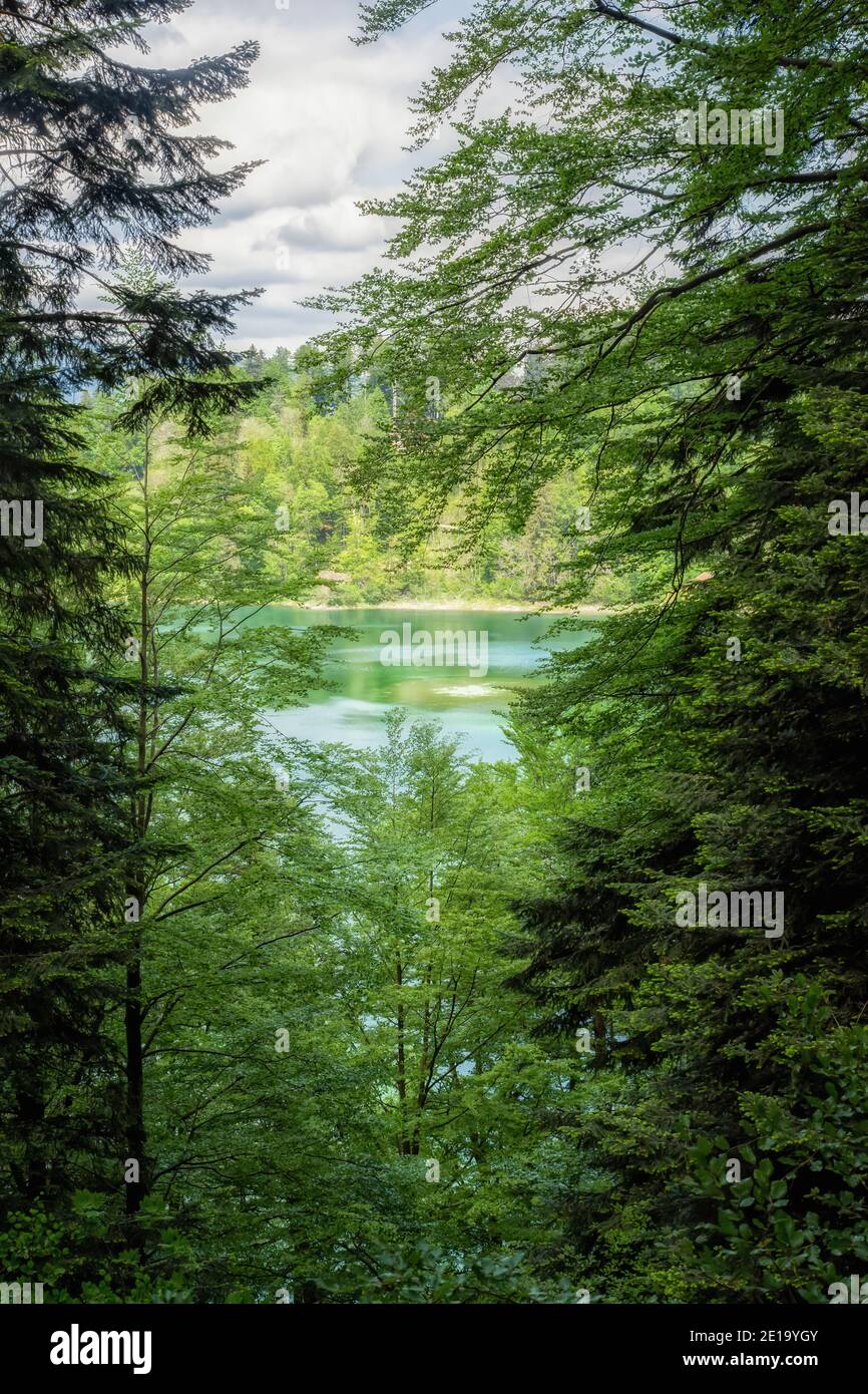 Lake through the trees hi-res stock photography and images - Alamy