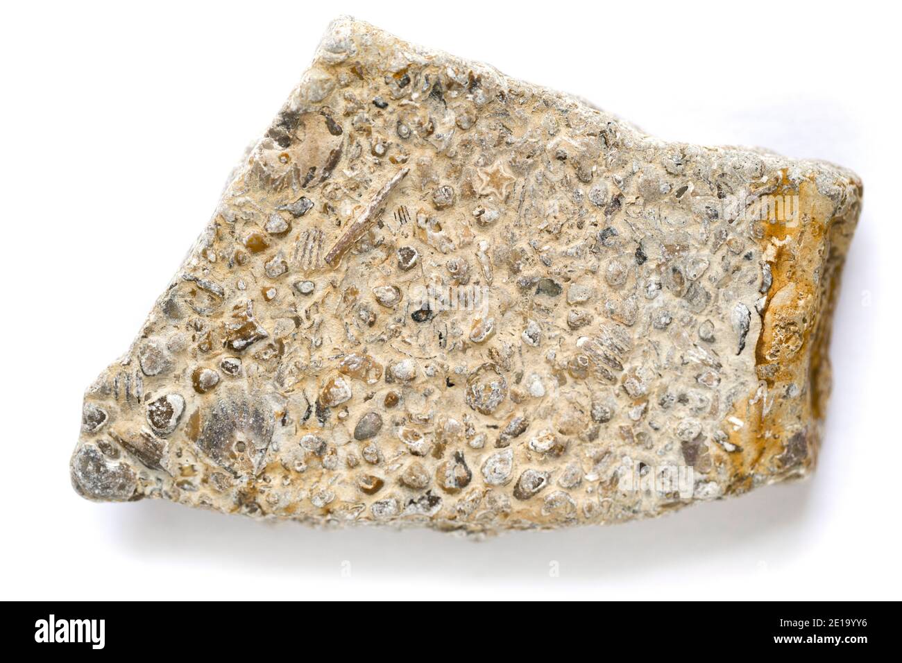 Fossils on beach Cut Out Stock Images & Pictures - Alamy