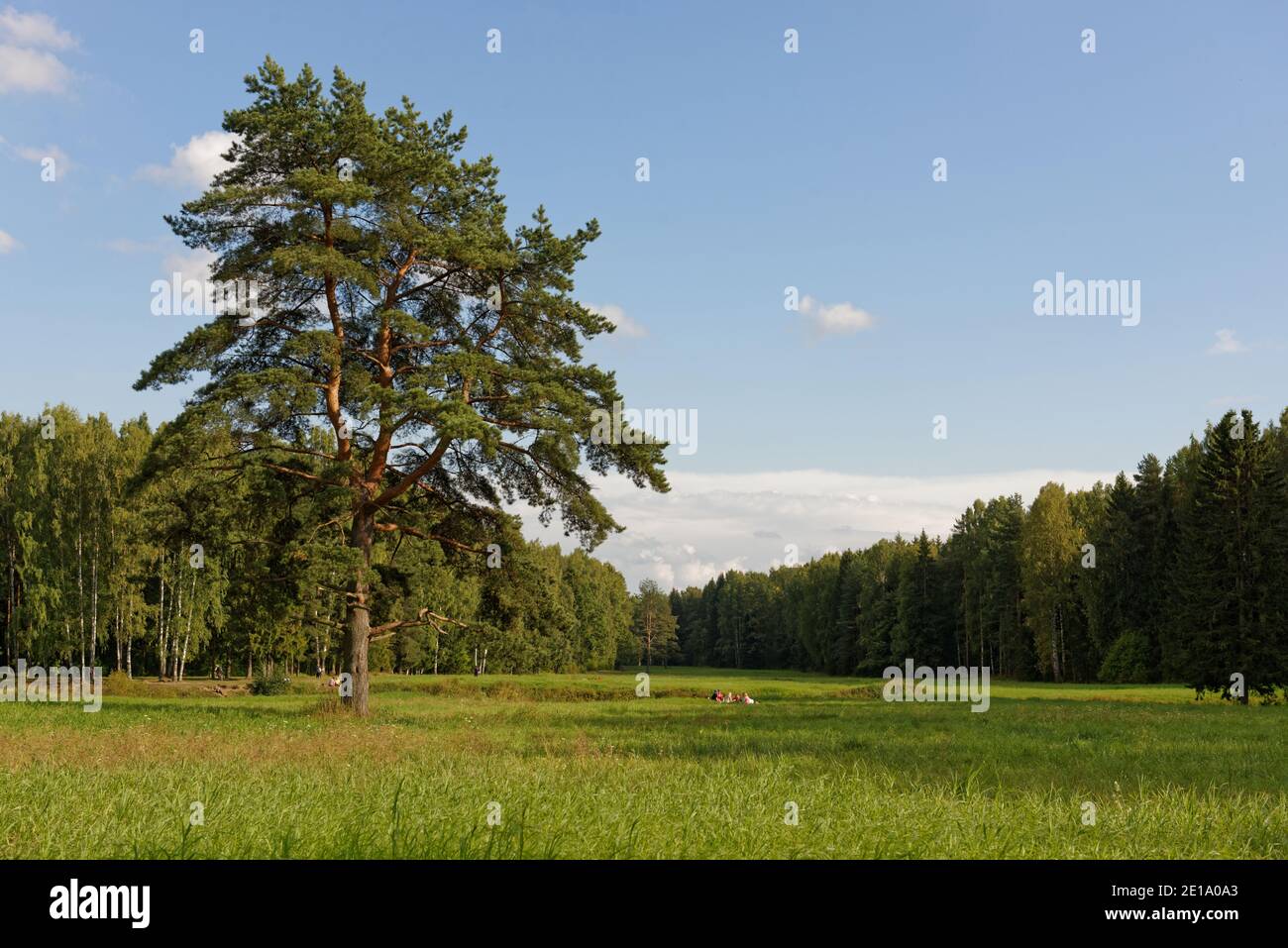 Alone tree hi-res stock photography and images - Alamy