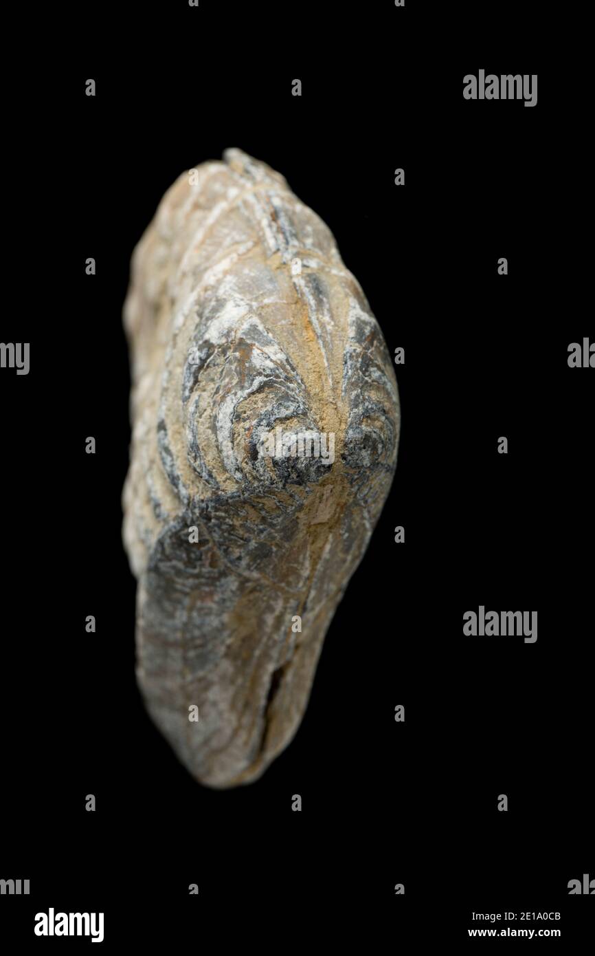 A fossilised saltwater clam from the family Trigoniidae that was picked ...