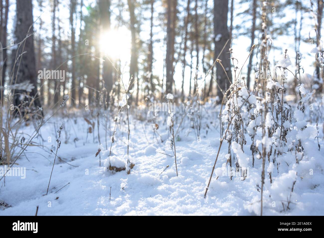 Sunny snow scene tree hi-res stock photography and images - Alamy