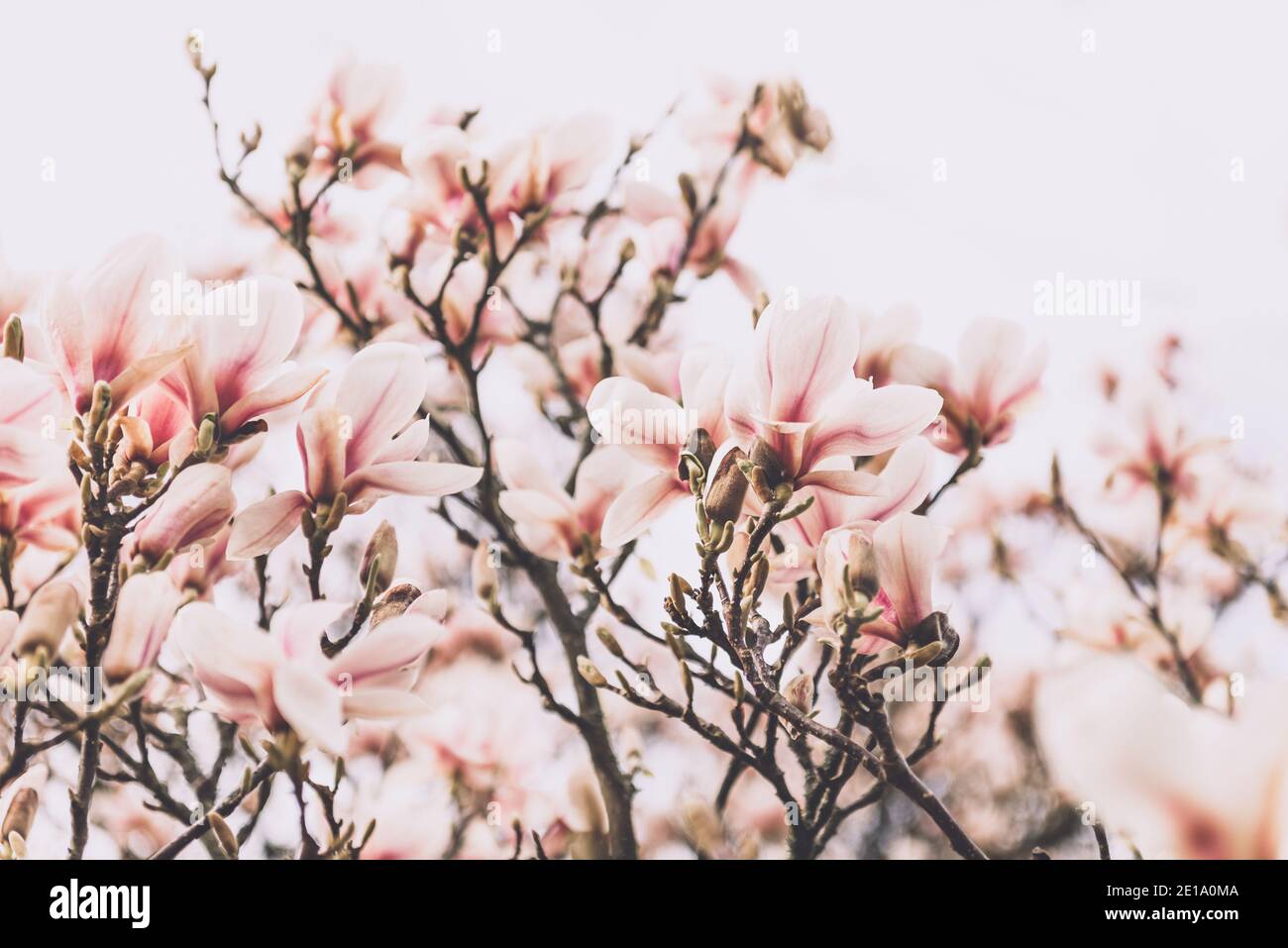 Magnolia tree during springtime hi-res stock photography and images - Alamy