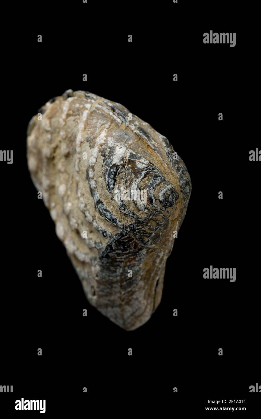 A fossilised saltwater clam from the family Trigoniidae that was picked ...