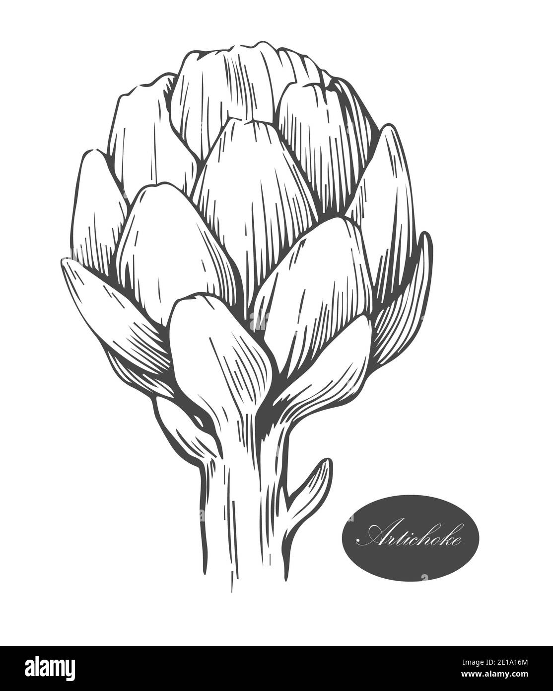 Isolated artichoke on black Black and White Stock Photos & Images - Alamy