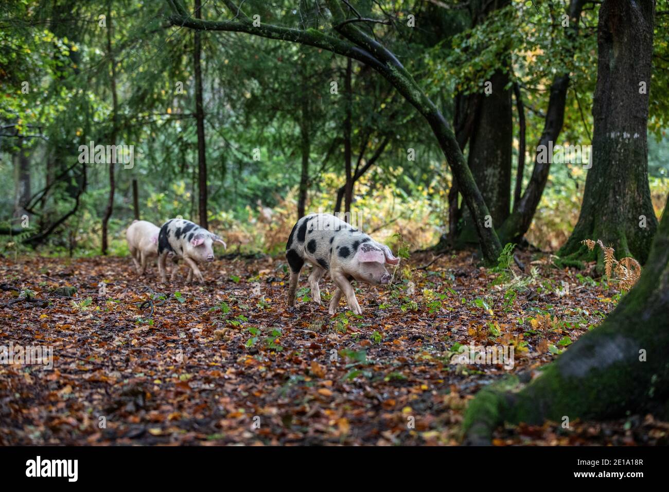 Pannage Pigs amongst the Autumn Colours in New Forest. Up to 600 pigs ...