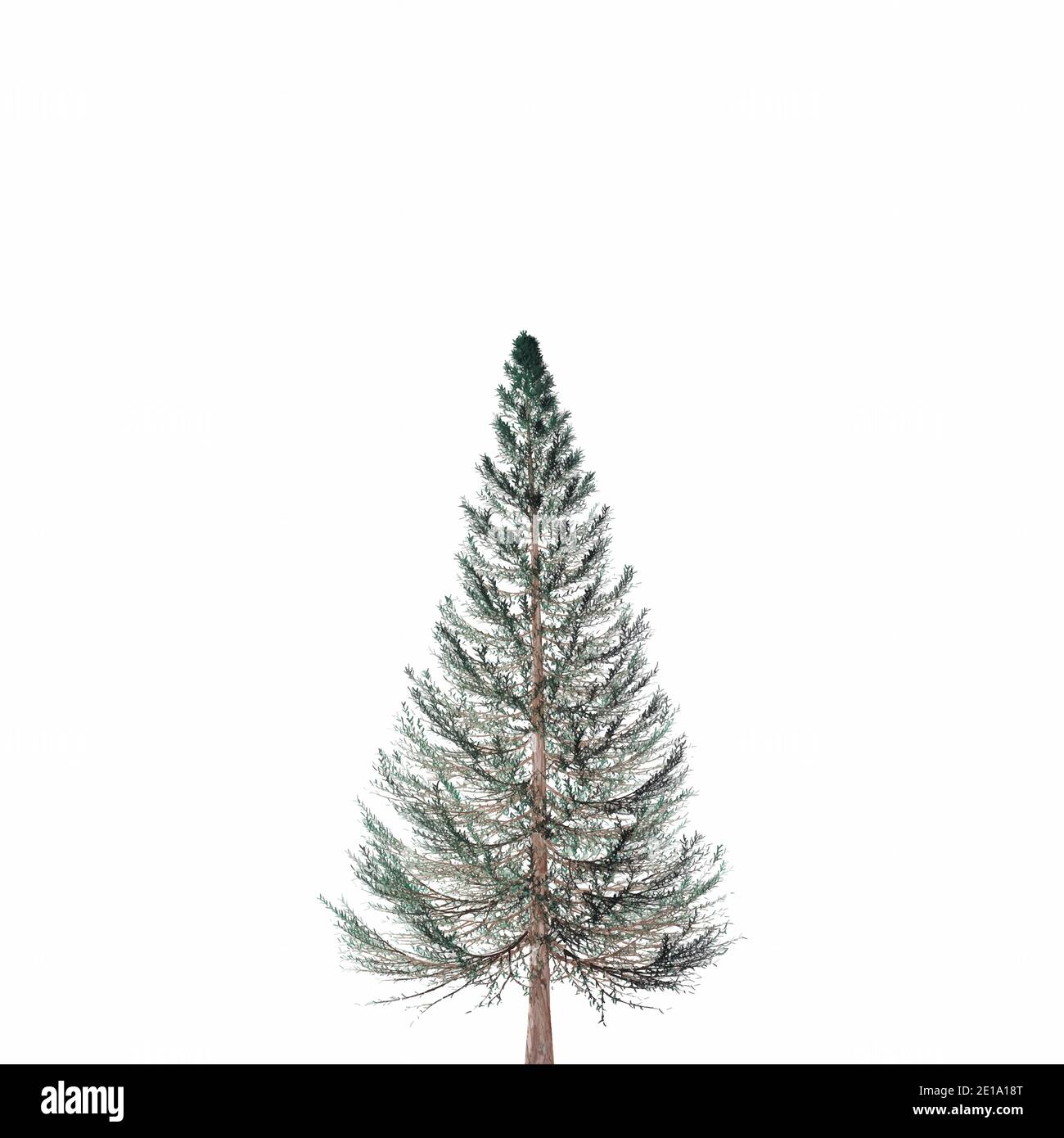 Realistic vector illustration of fir tree on white background. Green ...