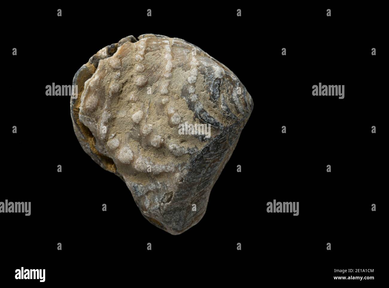 A fossilised saltwater clam from the family Trigoniidae that was picked ...