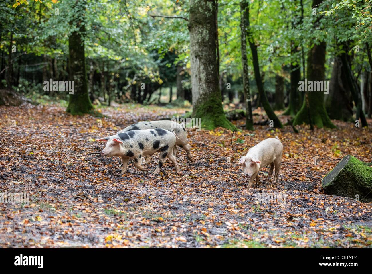 Pannage Pigs amongst the Autumn Colours in New Forest. Up to 600 pigs ...