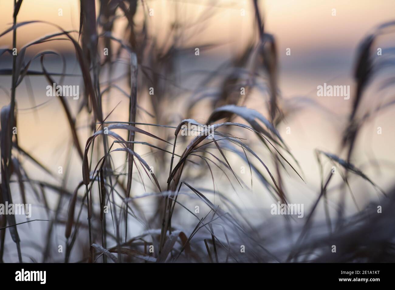 Cold winter sunset with grass covered with snow and frost Stock Photo ...