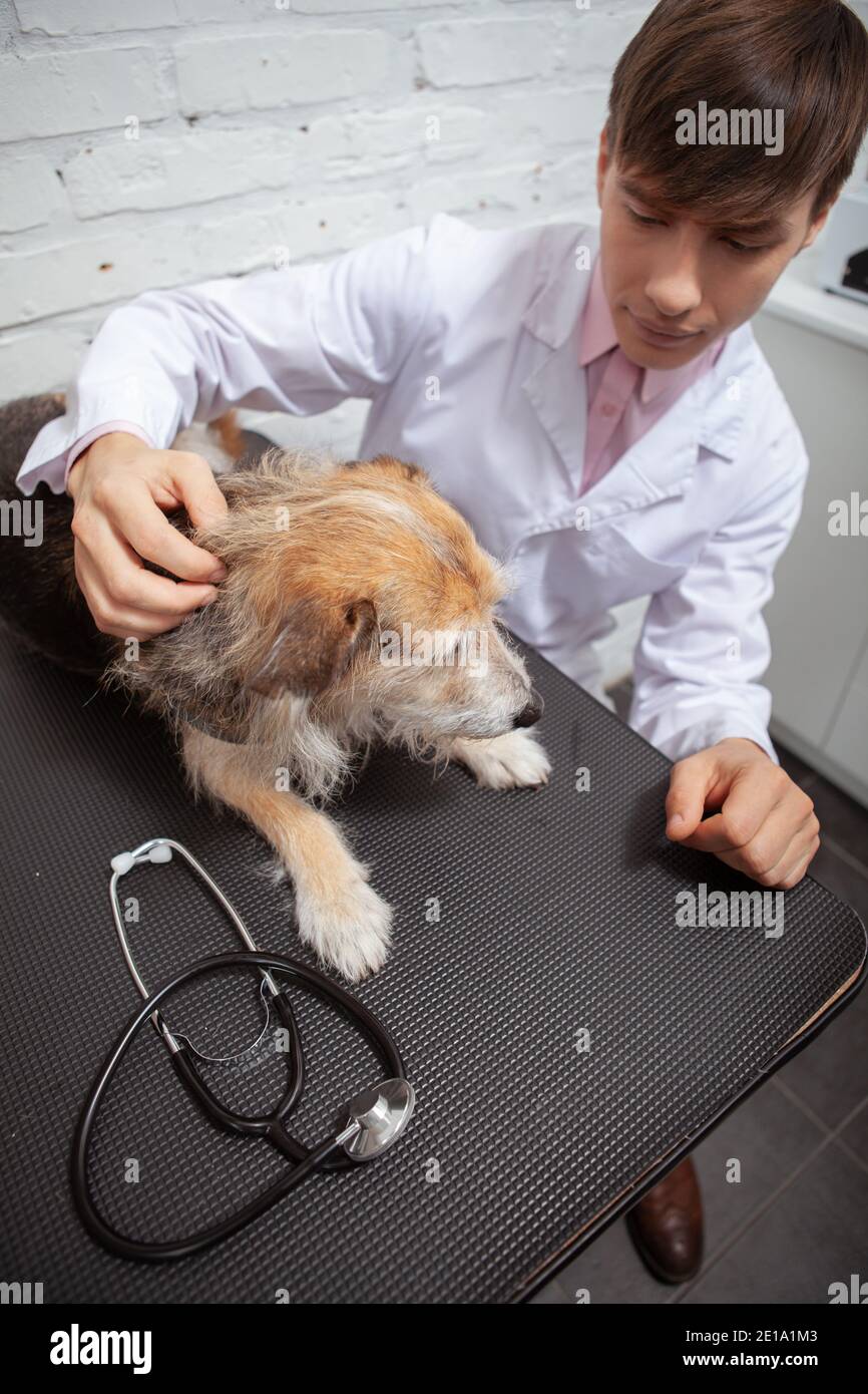 Vertical shot of a male vet comforting scared shelter dog before ...