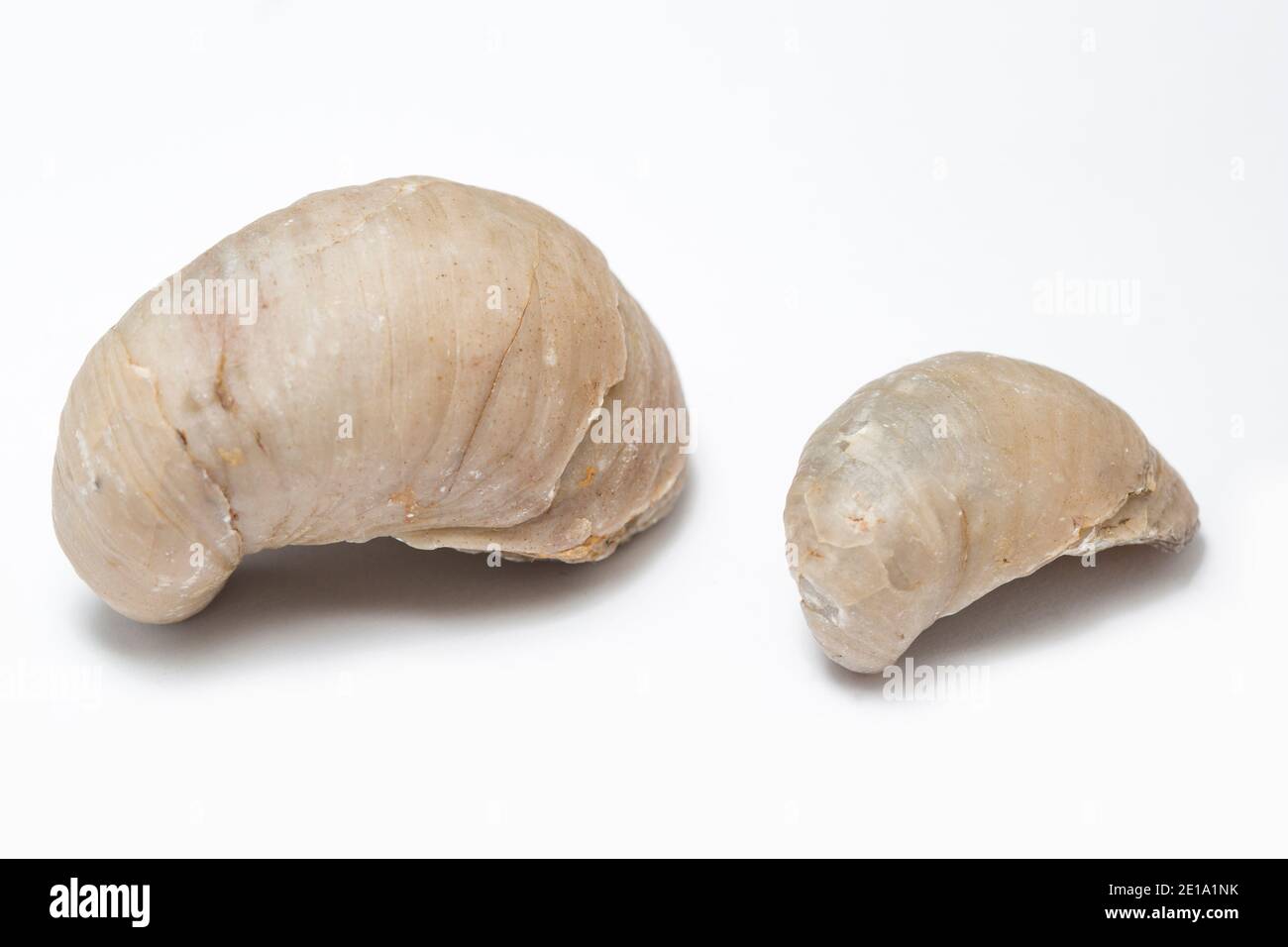 Devils toenail fossil hi-res stock photography and images - Alamy