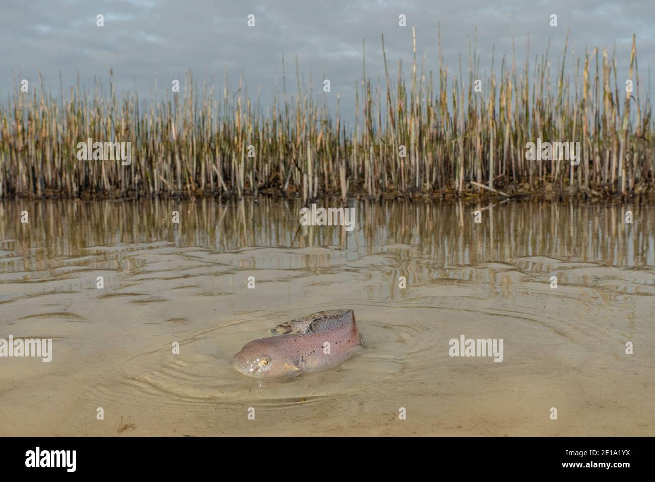 Snailfish during low tide in the Fraser River estuary Stock Photo - Alamy
