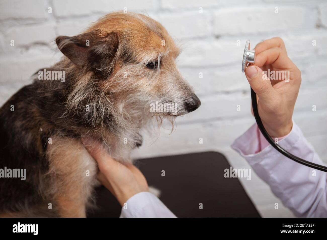 Close up of a mixed breed stray dog looking sad at medical examination ...