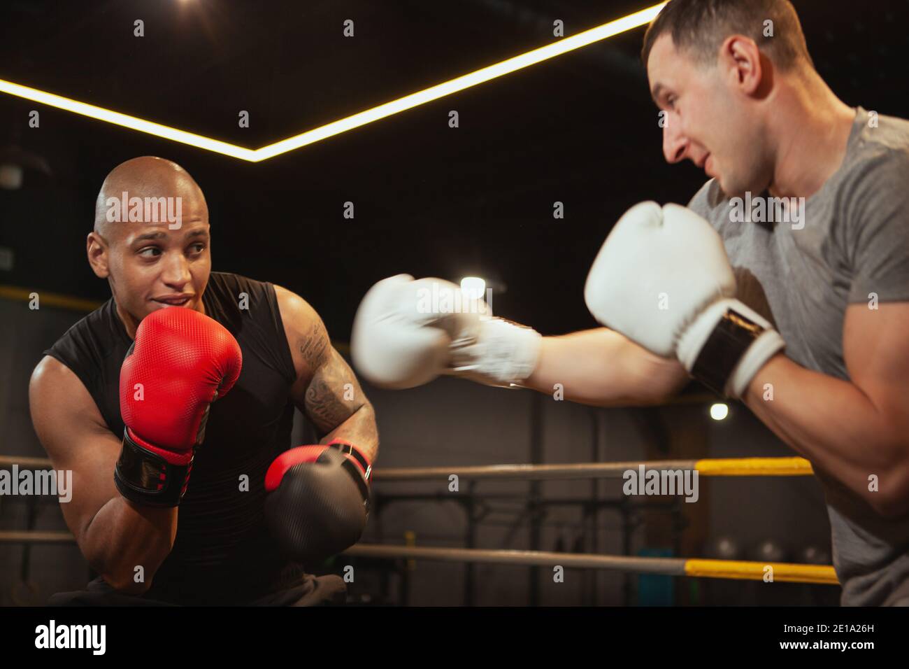 Two men boxing at the gym. Young muscular African boxing fighter ...
