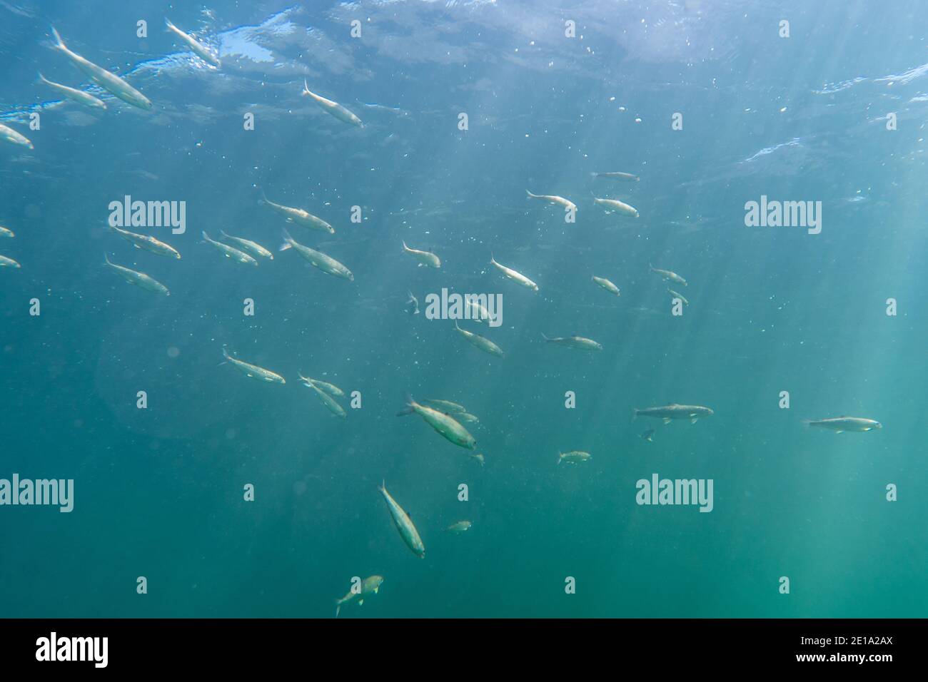 Underwater swimming in blue mountain hi-res stock photography and ...