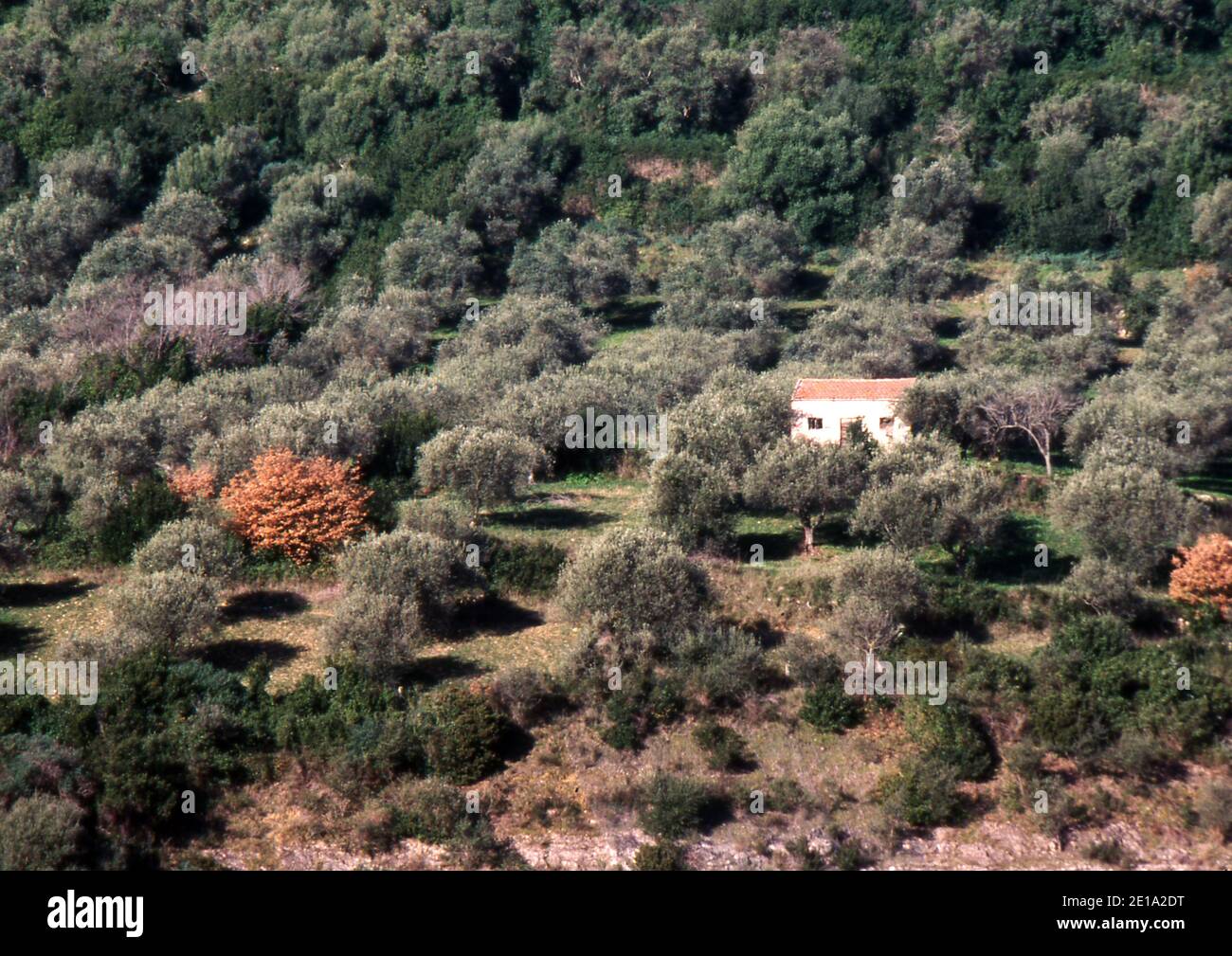 Olive trees in sardinia hi-res stock photography and images - Alamy
