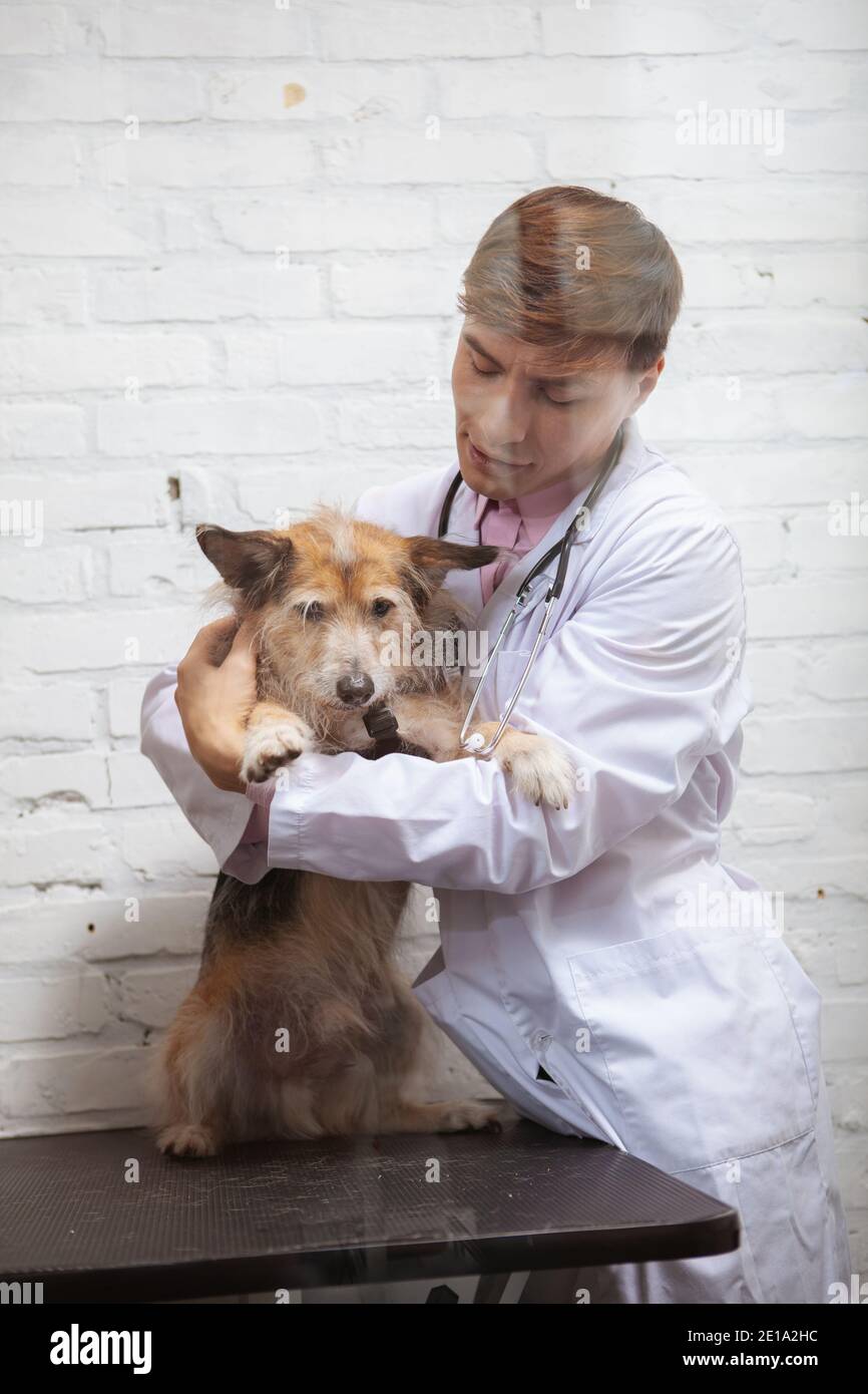 Vertical shot of a male vet comforting scared shelter dog after medical ...
