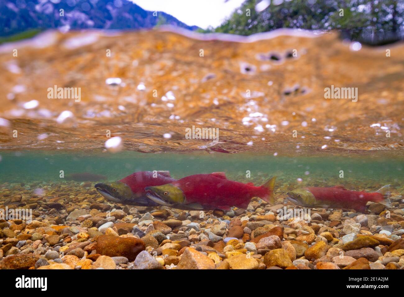 Sockeye salmon in their favorite spawning grounds Stock Photo - Alamy