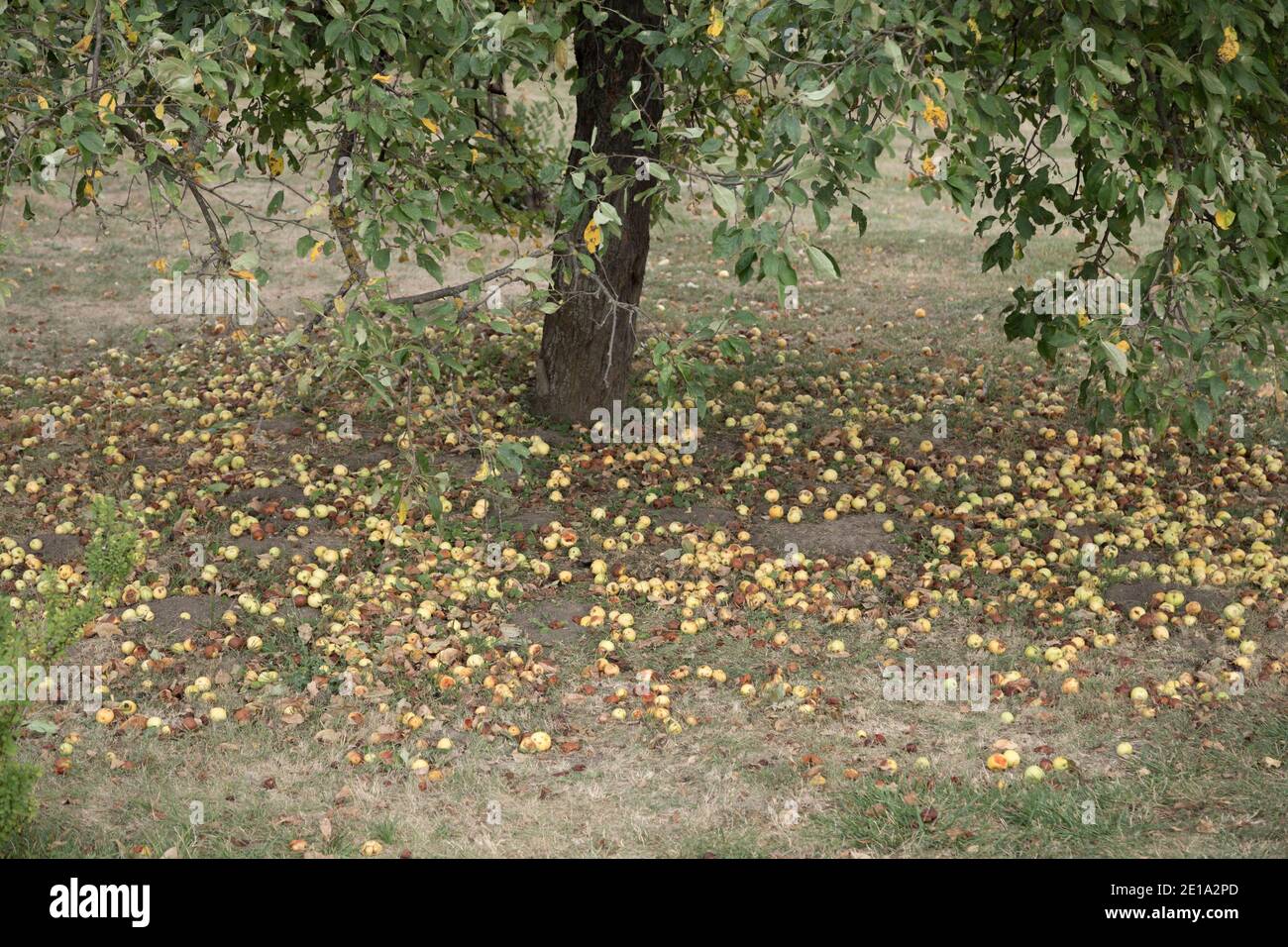 Apples fallen from the tree hi-res stock photography and images - Alamy