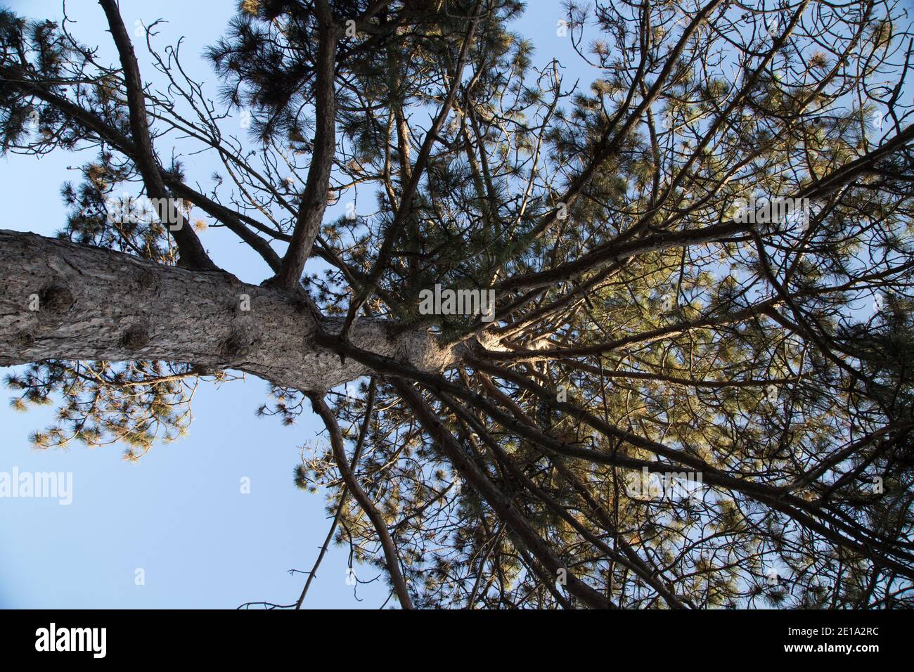Pine tree bottom view and blue sky. Close-up Stock Photo - Alamy