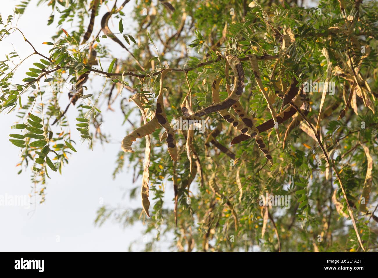 Acacia pods hi-res stock photography and images - Alamy