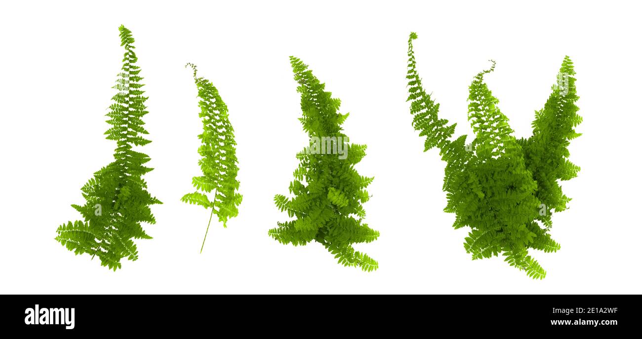 fern leaves, foliage isolated on white background Stock Photo - Alamy