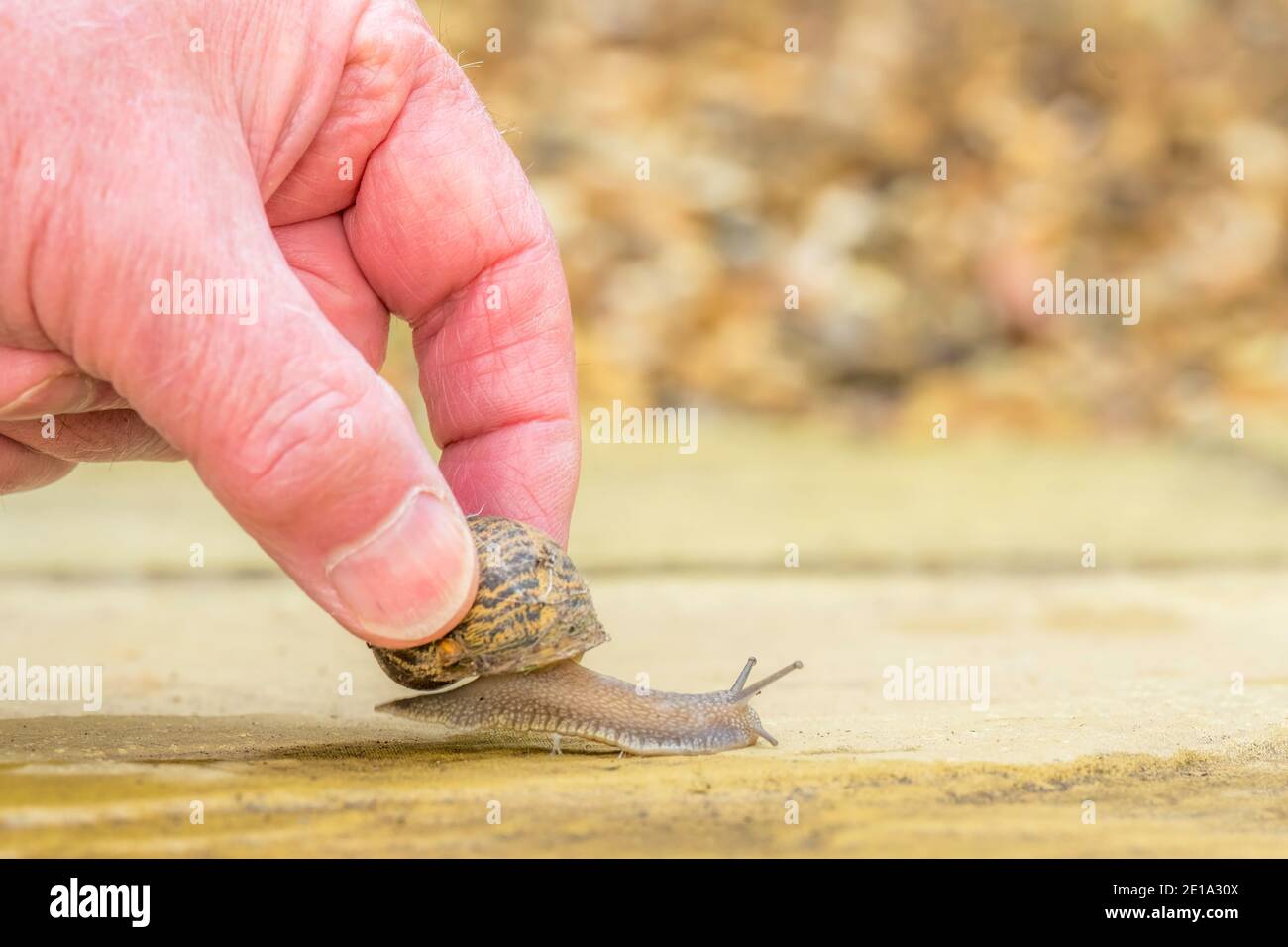 Hand pick and hold the snail at the garden Stock Photo - Alamy