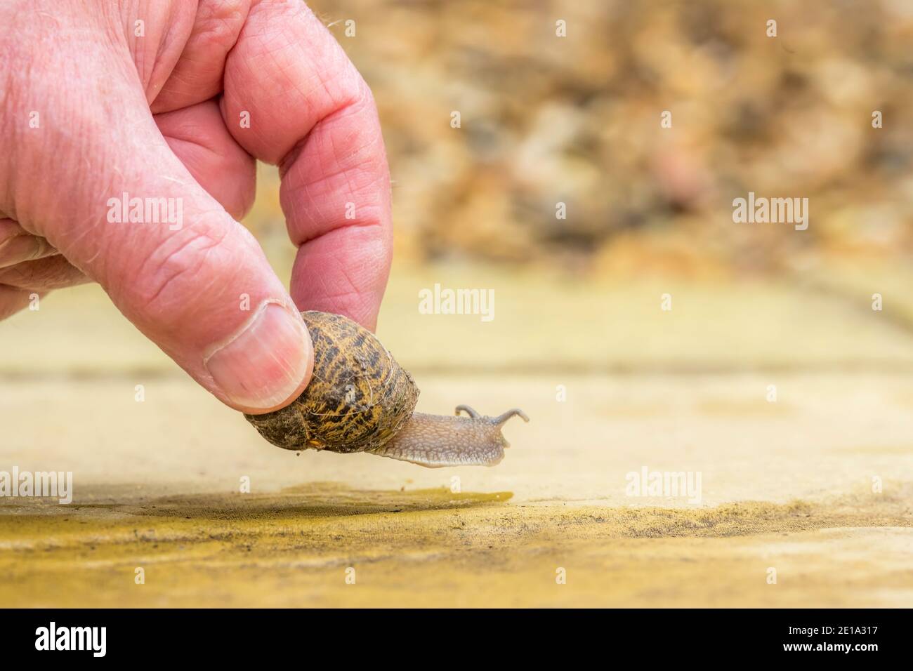 Hand pick and hold the snail at the garden Stock Photo - Alamy