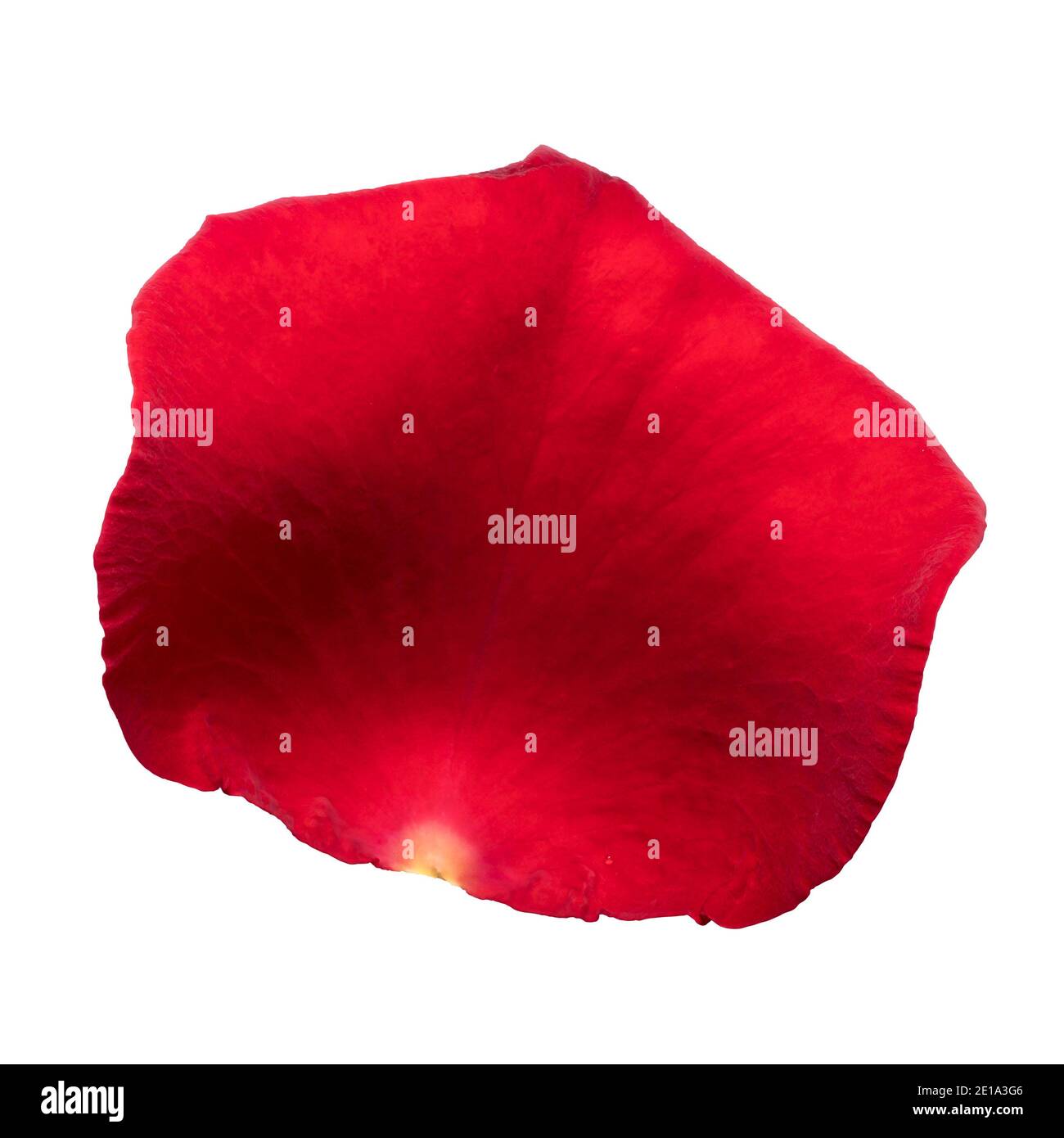 One red rose petal on white background isolated Stock Photo - Alamy
